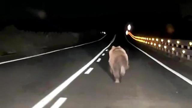 Un oso, chaval. ¿Qué dices? Me ha sentado mal el cubata. ¡Estoy ...