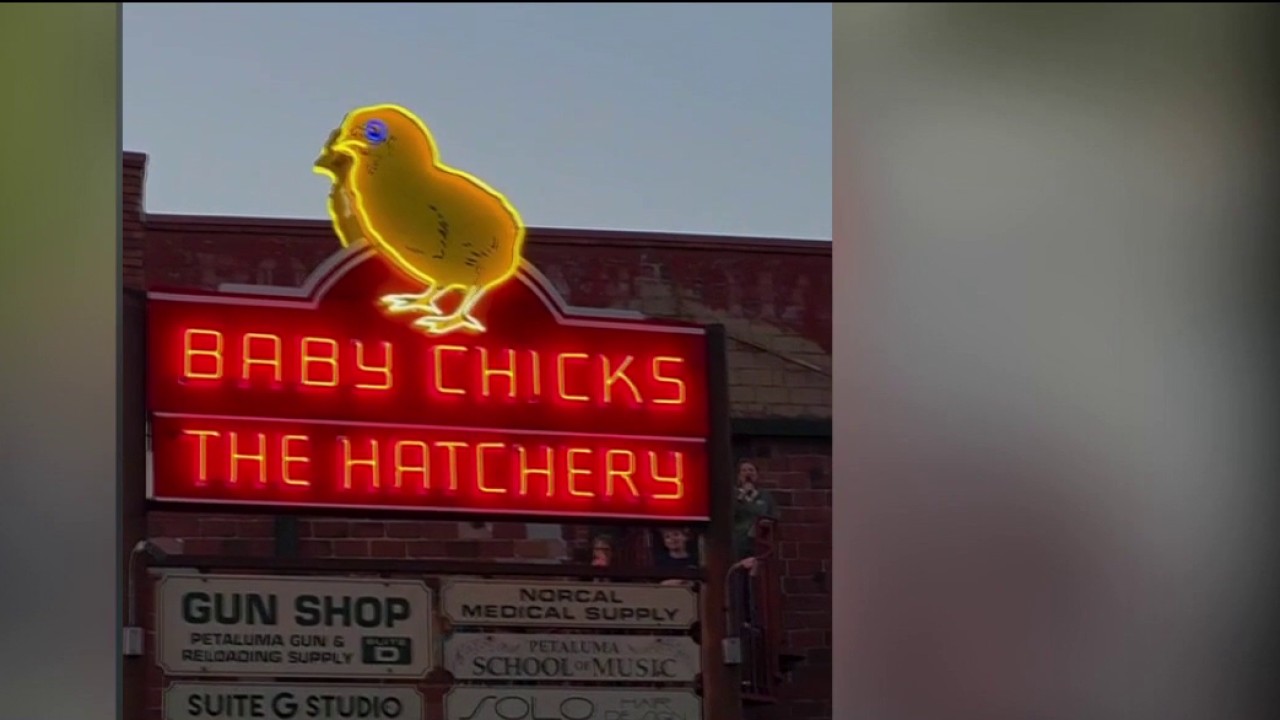 'Baby chicks' sign in Petaluma restored