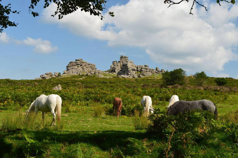 Keir Starmer says he will 'not allow' Dartmoor ponies cull amid ...