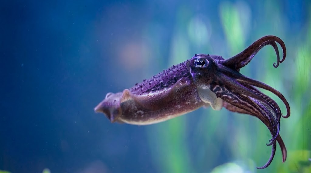 This sea creature can remember things better than most humans