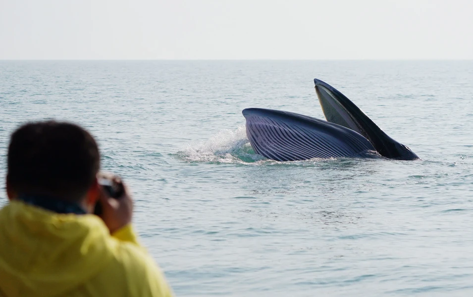 Rare Bryde's whale spotted off K'gari in rare encounter