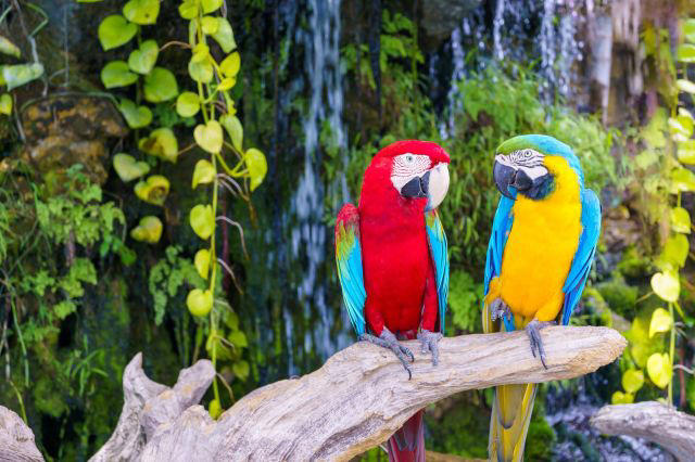 Parrots may not just mimic human names — a new study suggests they know ...