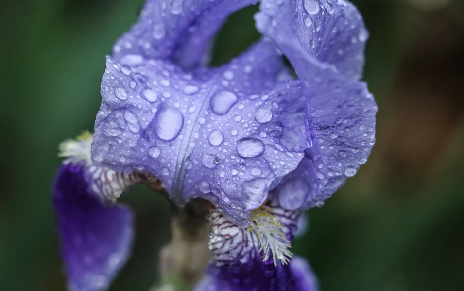 Bearded iris care made beautifully simple