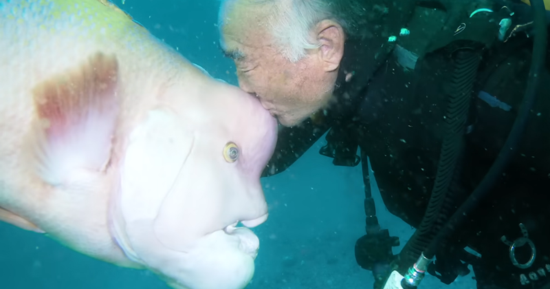79-year-old diver and giant fish have been friends for 30 years after ...