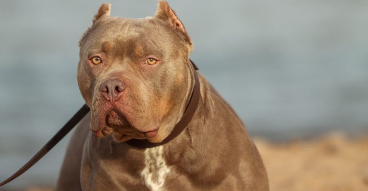 13 dogs whose skin may become irritated when seasons change suddenly