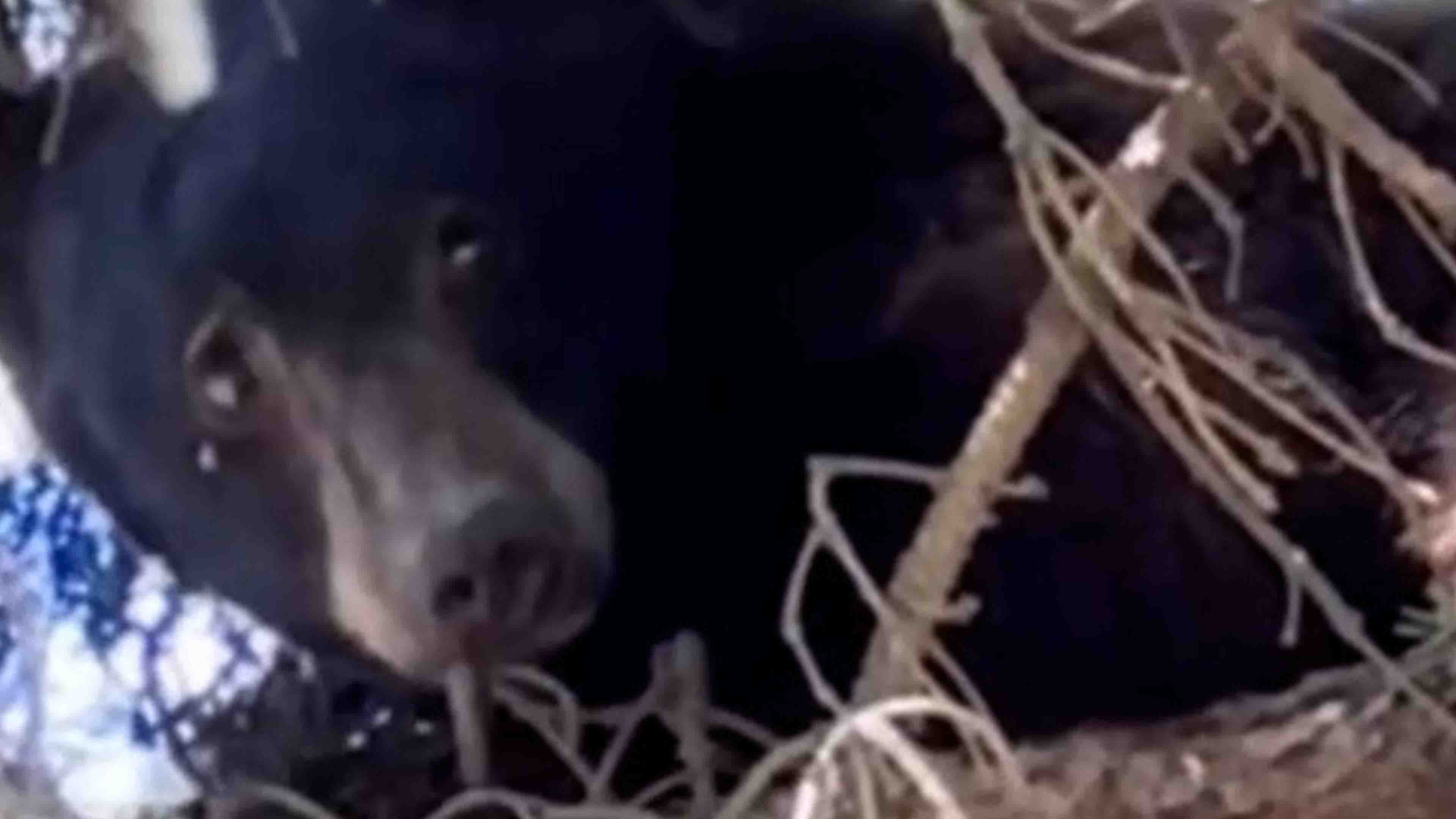 Black bear tranquilized and removed from tree in unusual Idaho rescue