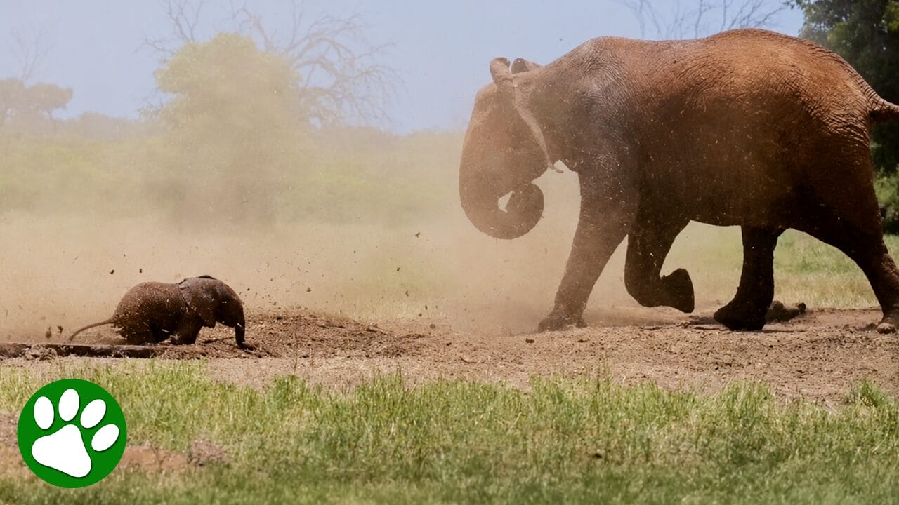Mama elephant rushes to her trapped baby