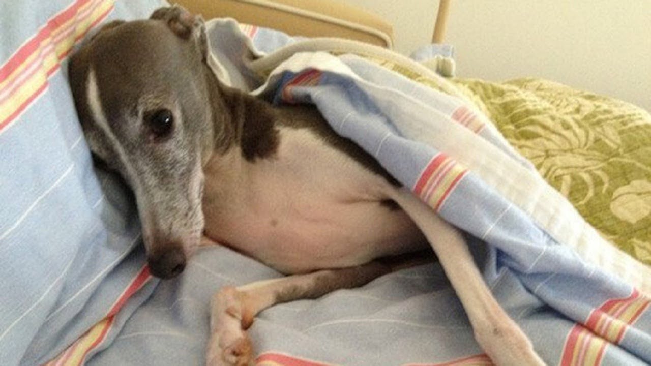 Timid dog who lived in hell most of his life goes on a special trip to ...