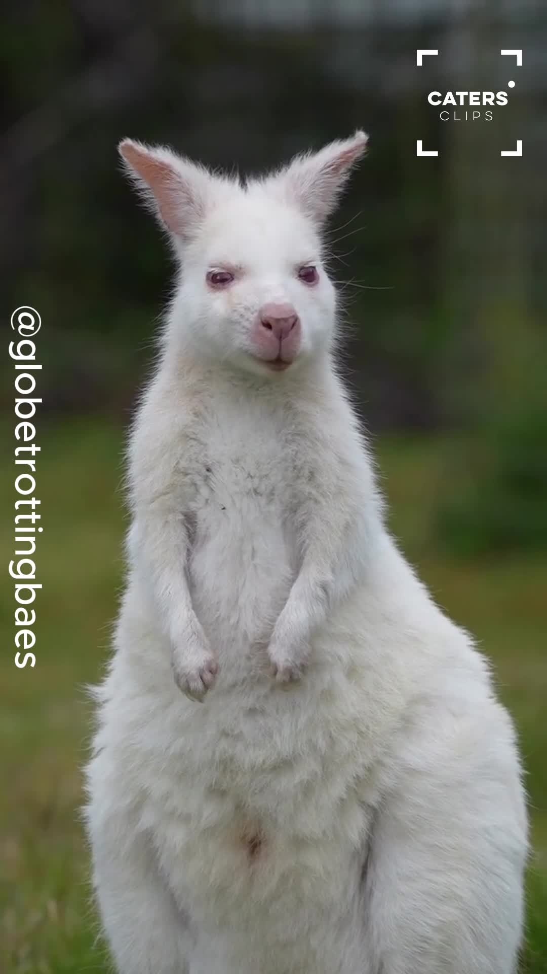 Rare albino animal encounter caught on camera in Tasmania