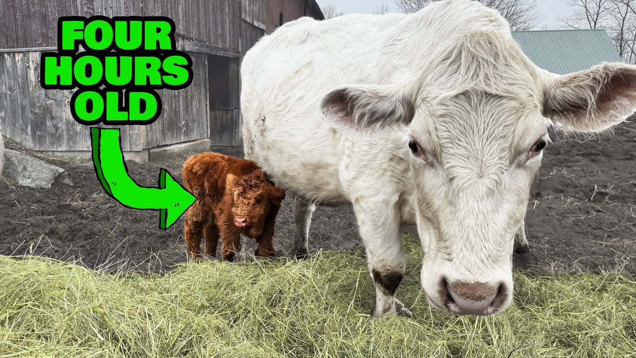 See a tiny new calf get born safely on the farm