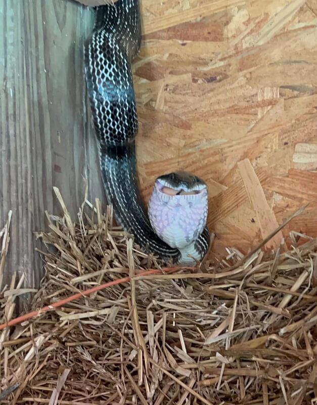 Photo of snake swallowing egg has viewers convinced they're looking at ...