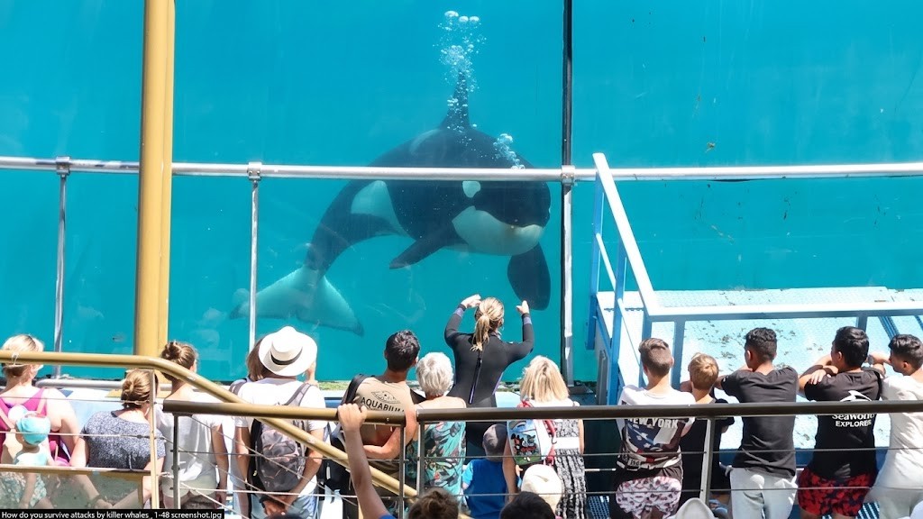 This 5,440-kilo orca killed 3 people - yet the shows continued