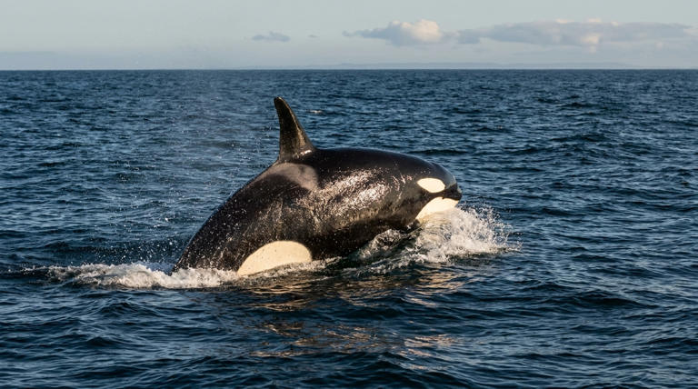 Darwin, temos um problema? As orcas chegaram a um beco sem saída ...