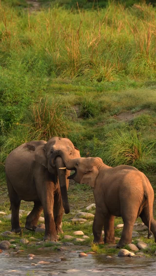 The gentle giants: Wild nature photography moments