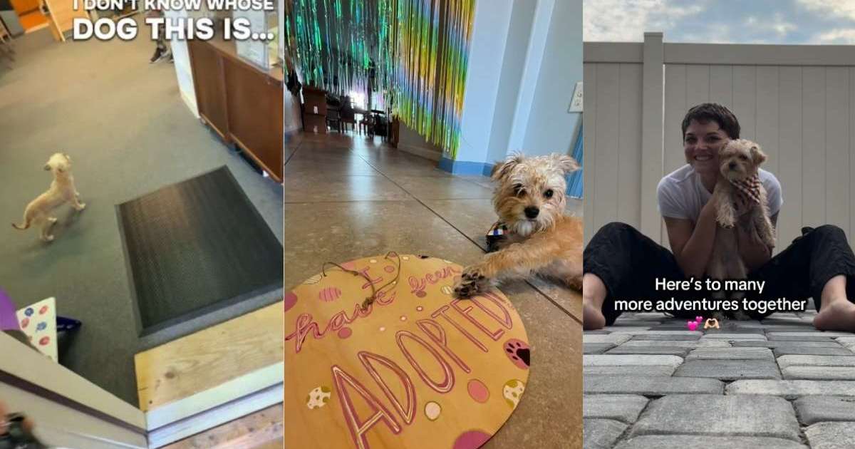 After finding lost dog, human gives internet the much-awaited update