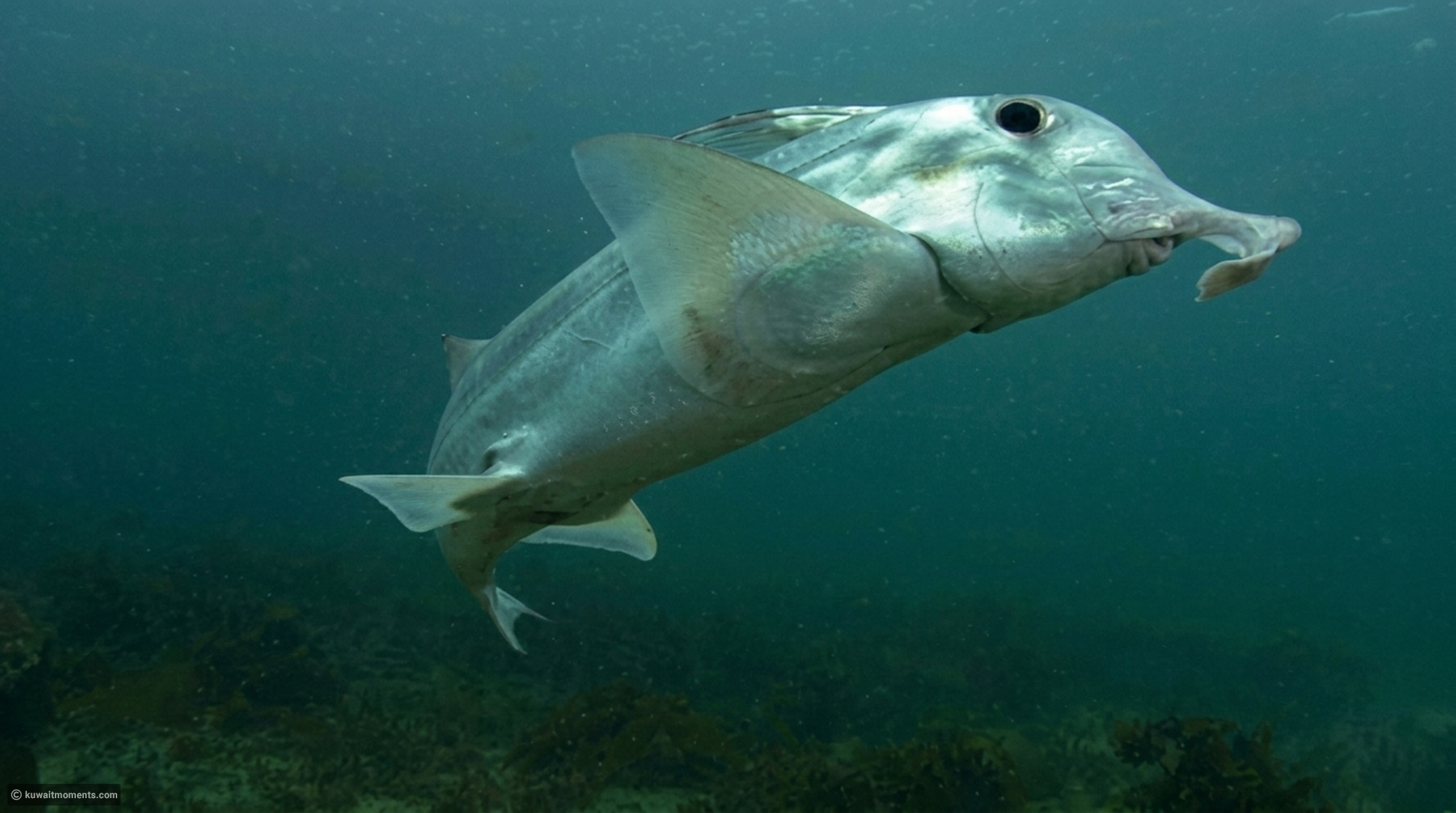 10 huge creatures that thrive in the deep ocean