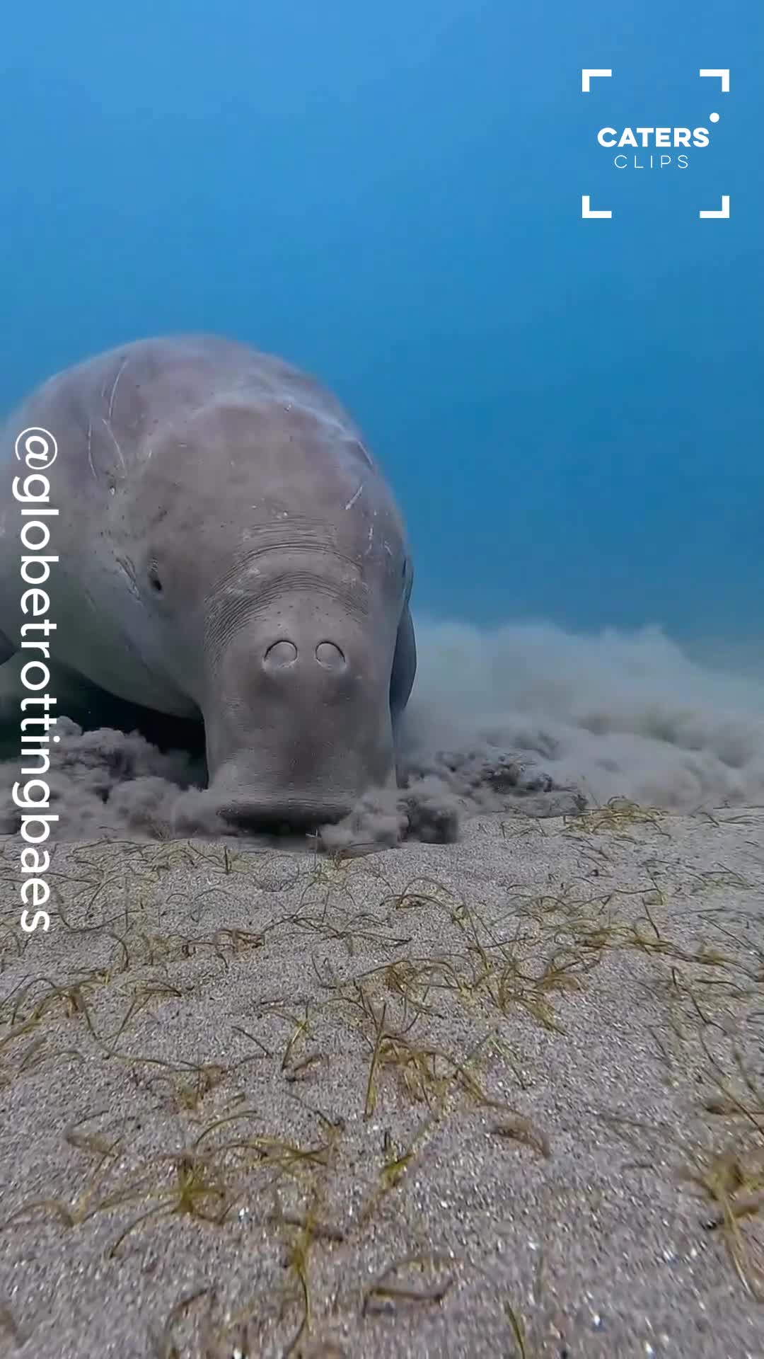 A rare sea creature gives divers a front-row seat to unusual eating habits