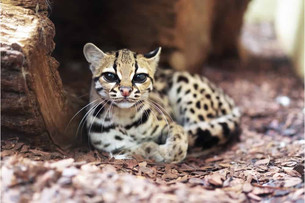 The most elusive wild cats on Earth