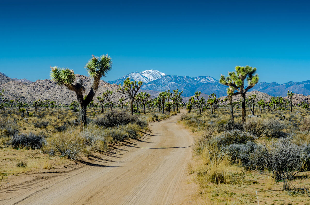 Things to do in Joshua Tree National Park: 8 best activities & stops