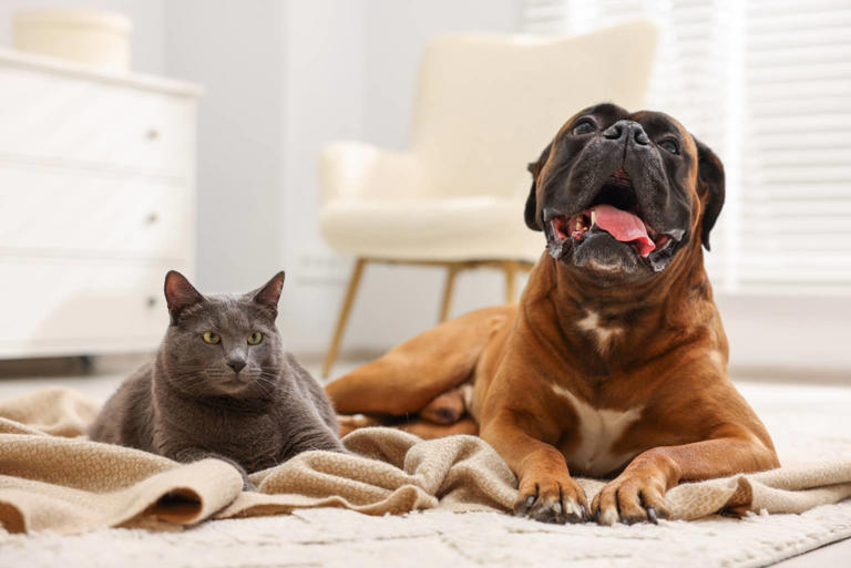 The 5 most common mistakes new cat parents make (and how to fix them)