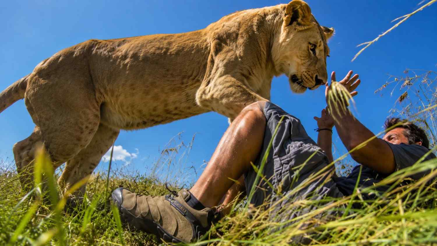 A lioness knocked him down during play