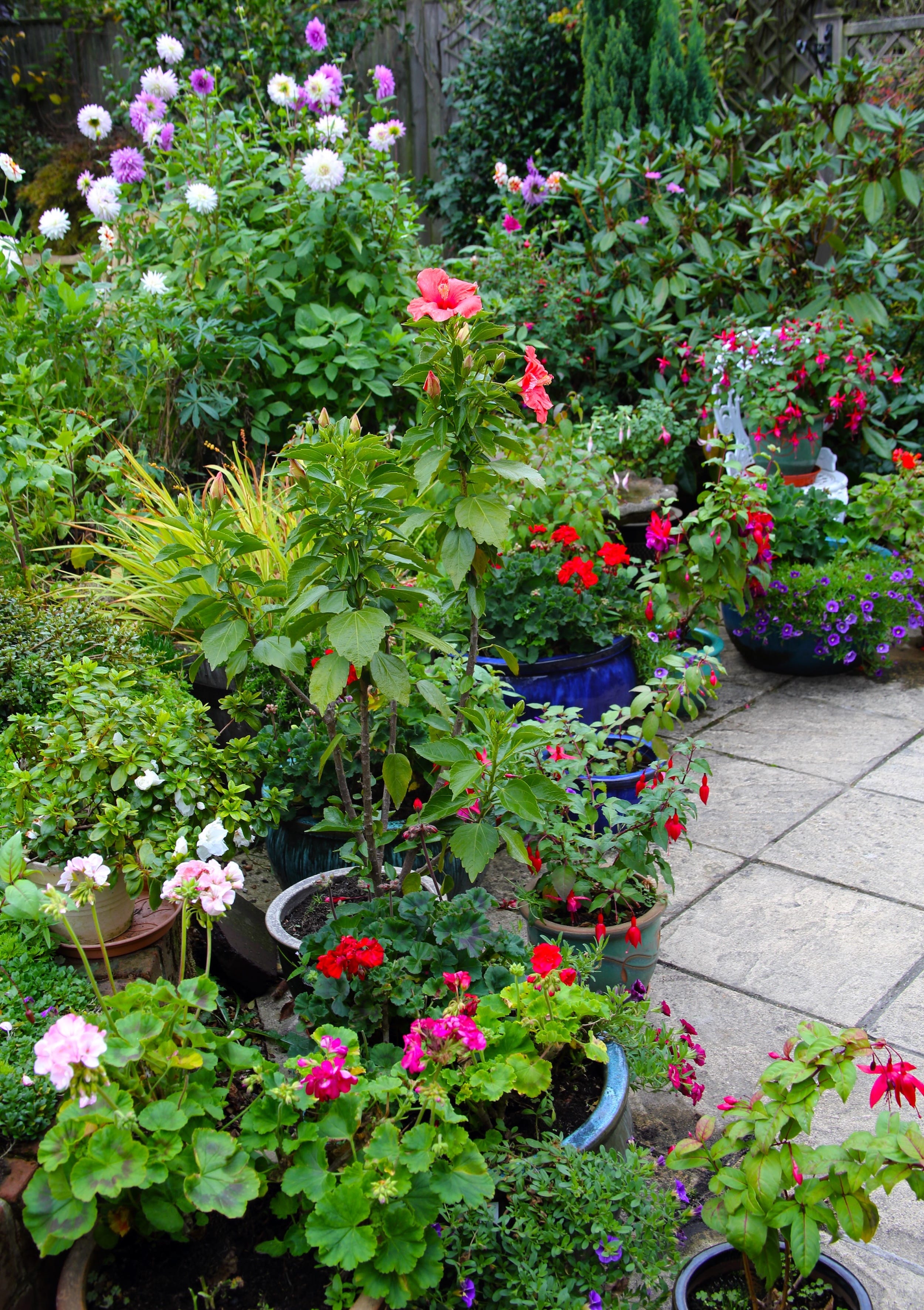 9 valuable garden plants thieves are targeting, from peonies to lemon trees
