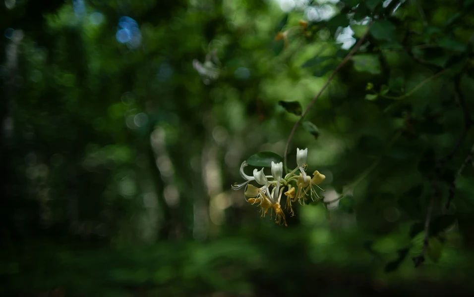 Honeysuckle care secrets every gardener should know