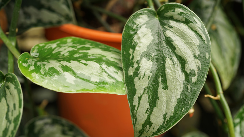 Vining houseplants that won't take over your home