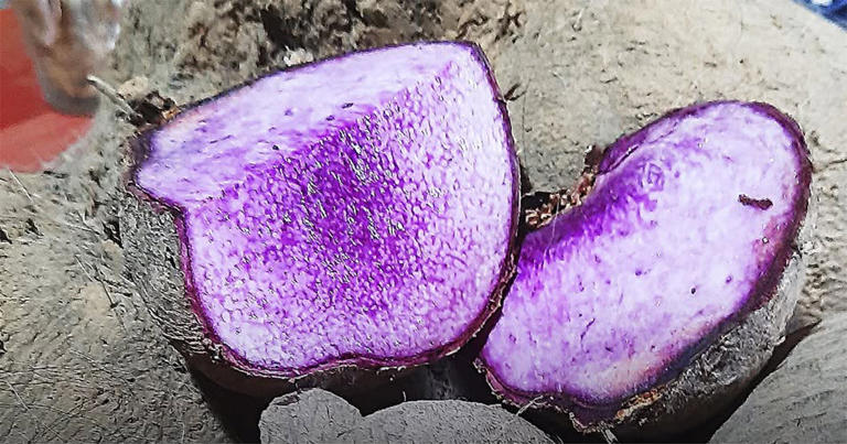 Bohol files GI bid for Ubi Kinampay as ube trends globally