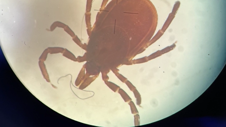 Tick danger rising as officials report high rates of disease-carrying ...