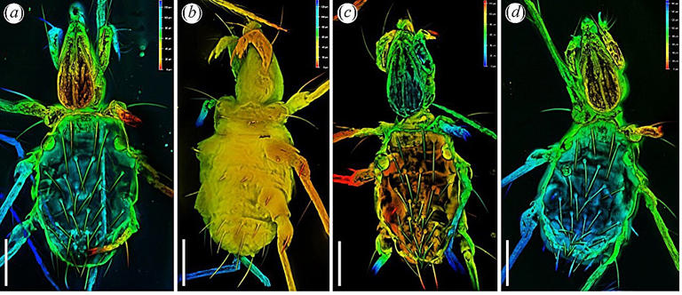 Ancient amber fossil captures mites marching in line