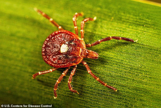 Experts' warnings as tick virus that causes brain damage in 15 minutes ...