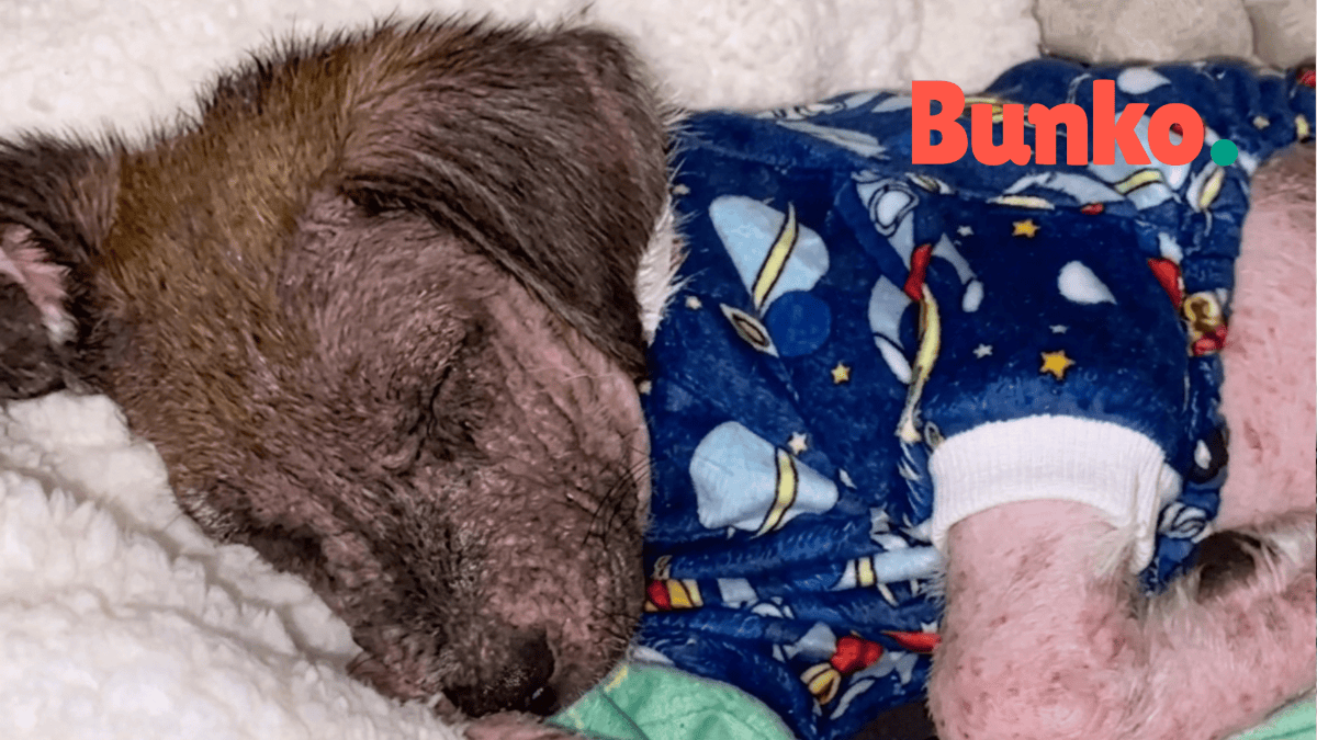 Sage the Bald Puppy Who Was Given Up on Makes an Incredible Recovery ...