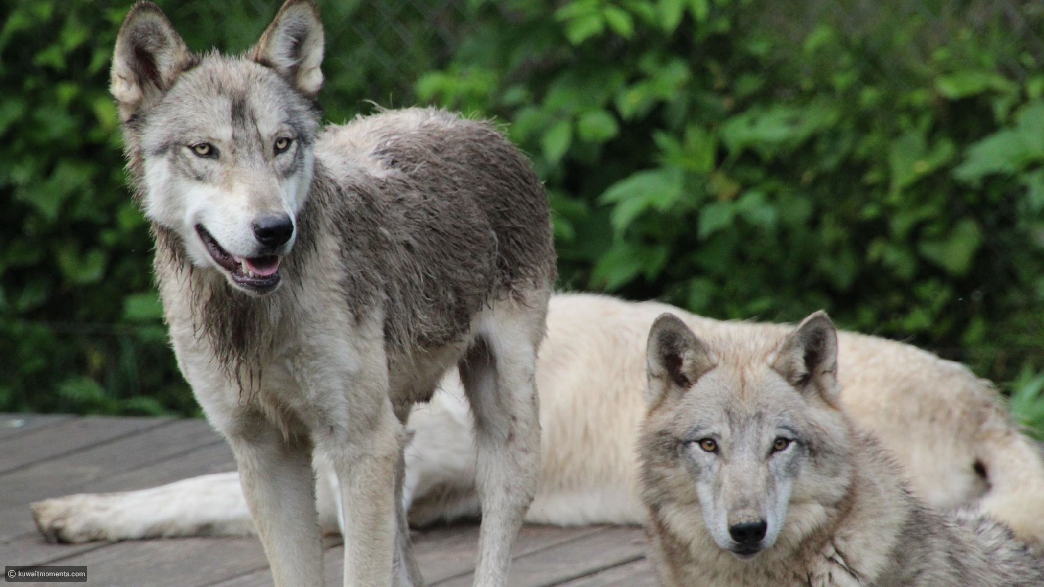 10 animals that never seem to forget a grudge