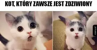 To najlepsze MEMY o psach i kotach! Najlepsi przyjaciele człowieka na ...