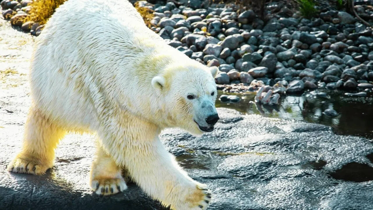 Watch: Viral video captures man escaping charging polar bear in Arctic ...