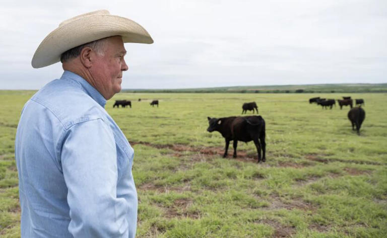 No fat to trim: Texas beef industry profits eaten away by new threat ...