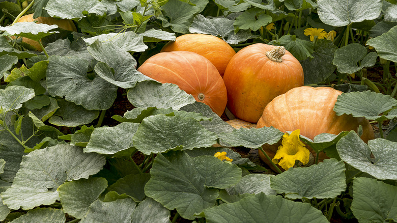 June is the perfect time for Illinois gardeners to plant pumpkins. Here ...