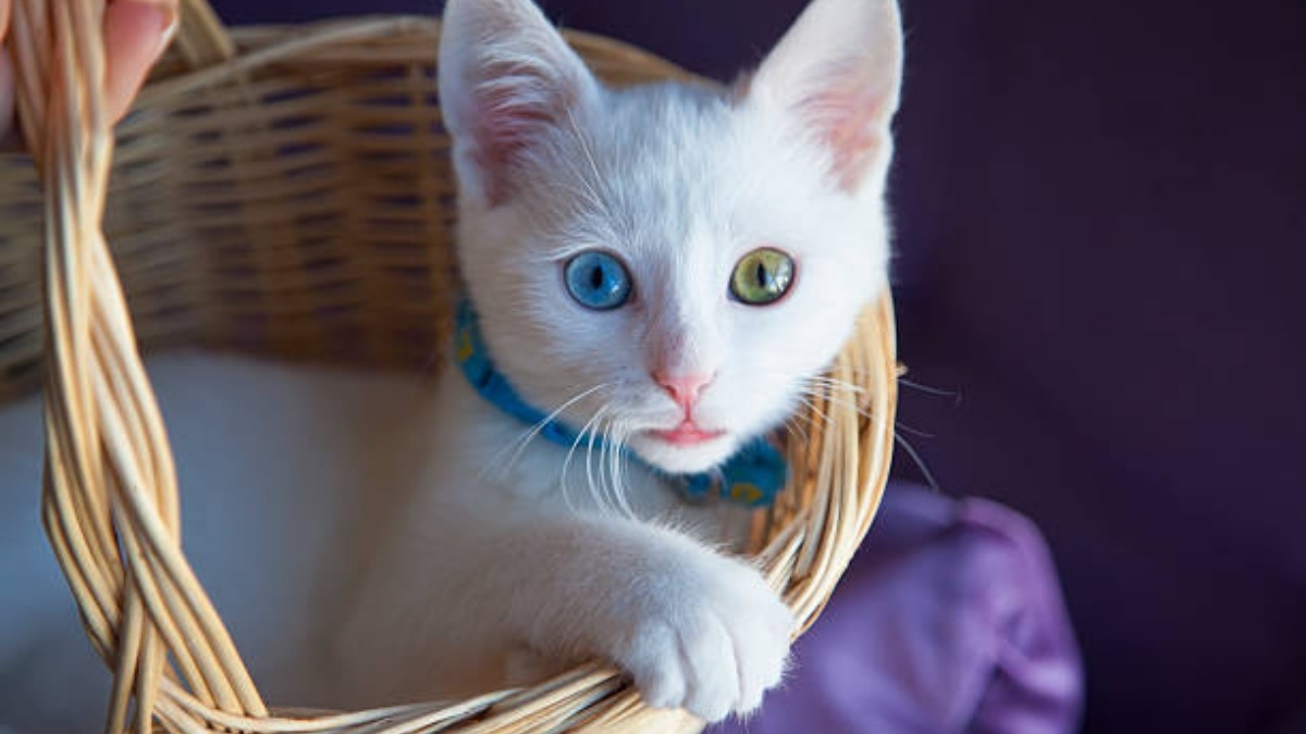 Your personality type has a compatible feline: we'll tell you here