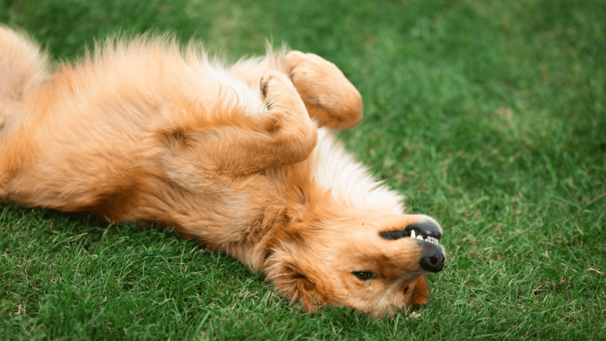 If your dog shows you their belly, it could mean something very special