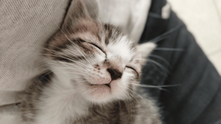 If your cat sleeps next to your head, this is what it means emotionally