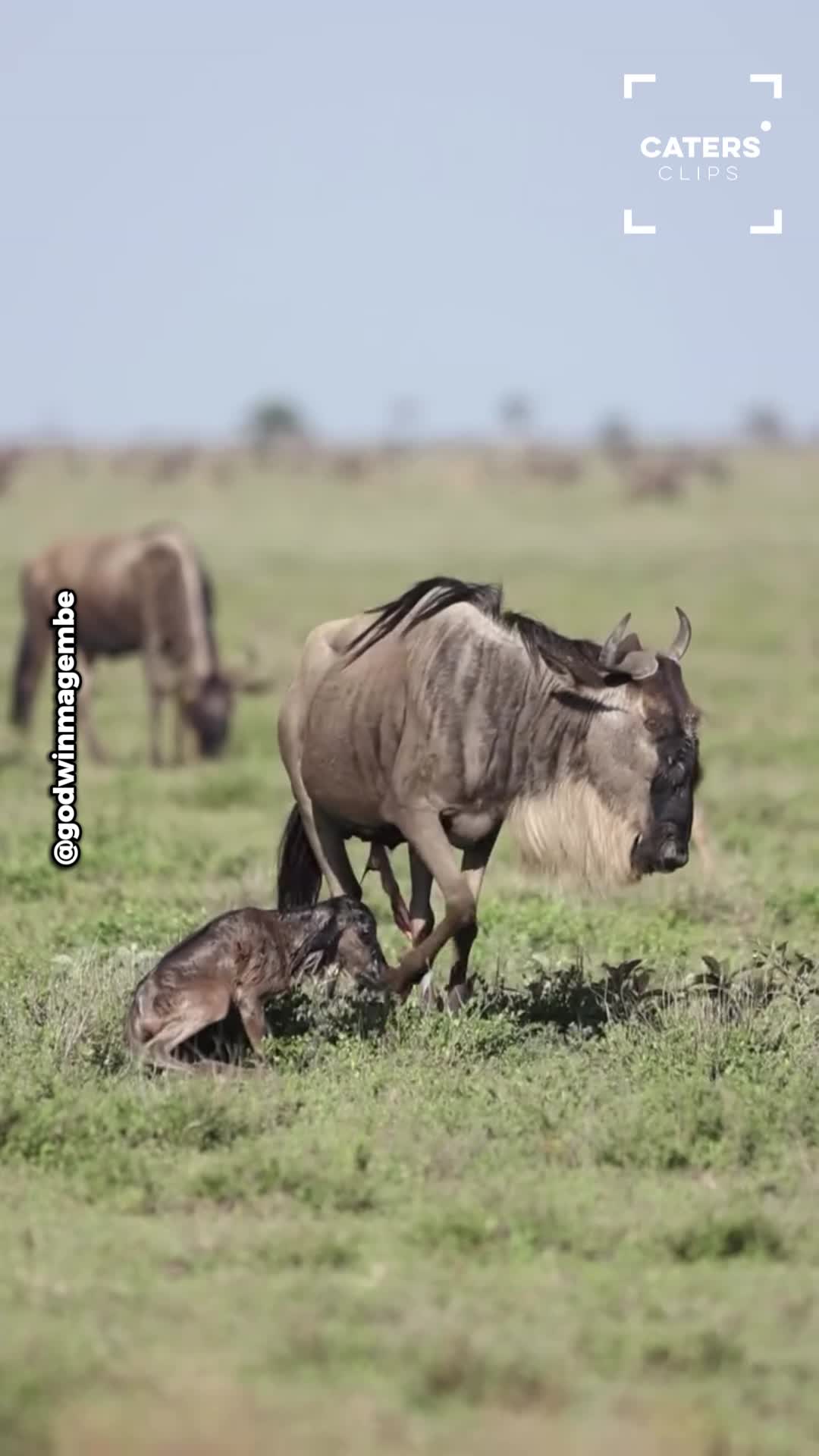 A mother watches as her newborn faces its first test
