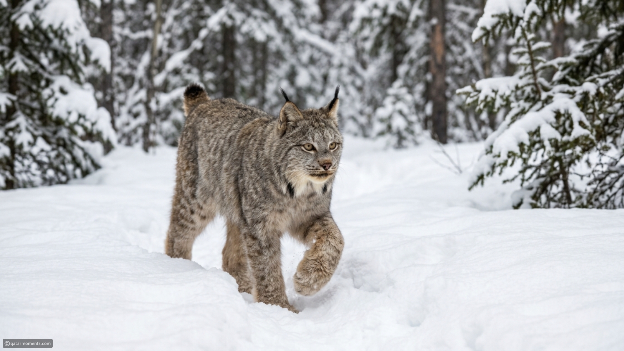 Meet the 13 wild cat species found across North America