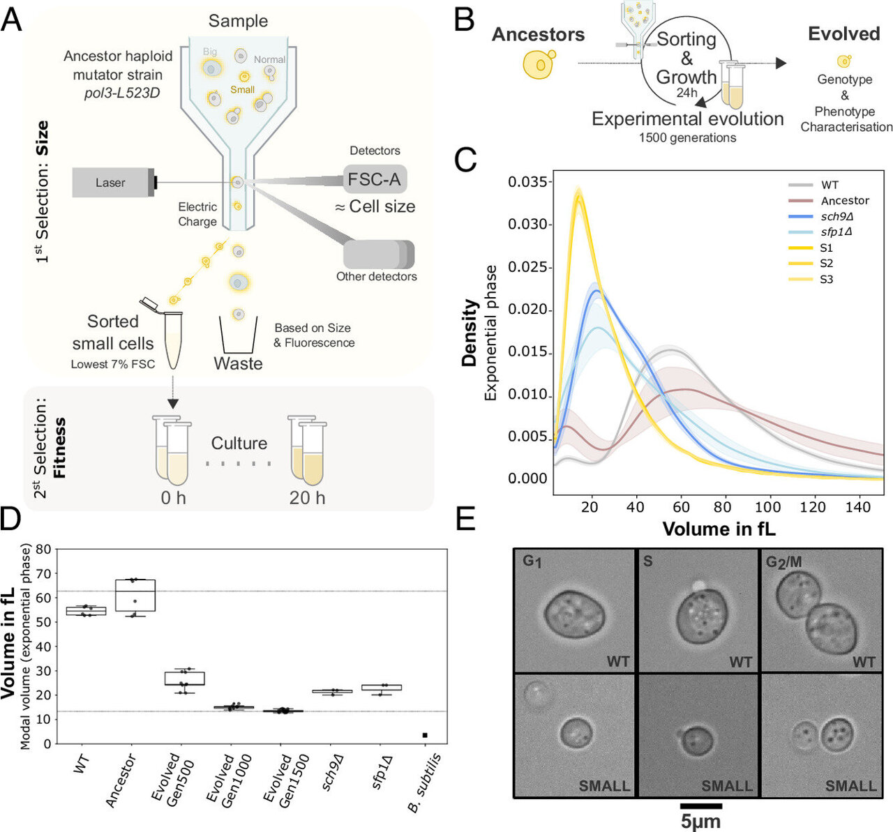 How evolution can make cells smaller without slowing down their growth