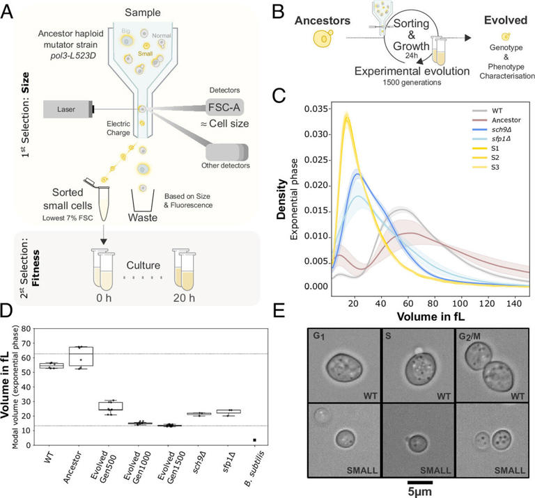 How evolution can make cells smaller without slowing down their growth