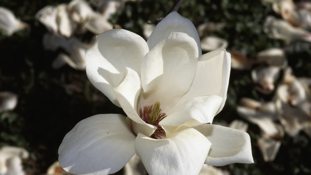 12 plants with astonishingly large flowers