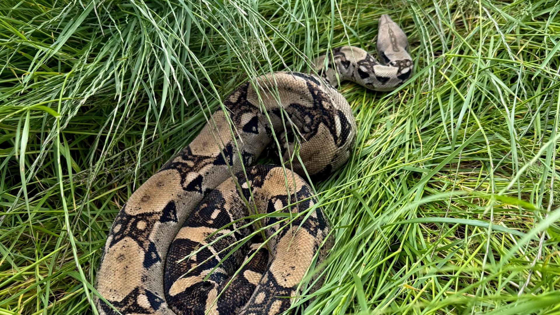 Young golfer lands ball on 6ft boa constrictor on UK golf course