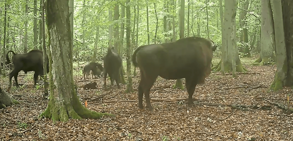 For the first time, wolves have been filmed hunting bison in an ancient ...