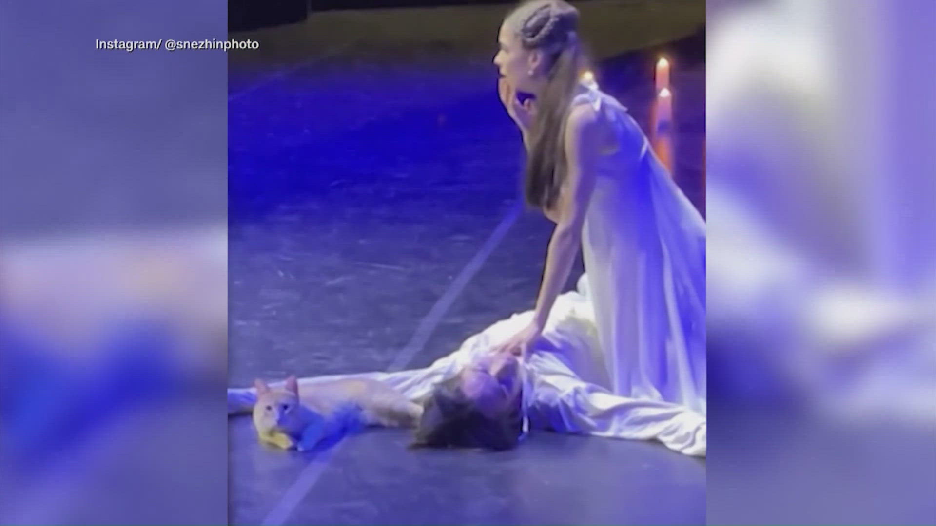 Stray cat crashes 'Romeo & Juliet' performance in Turkey