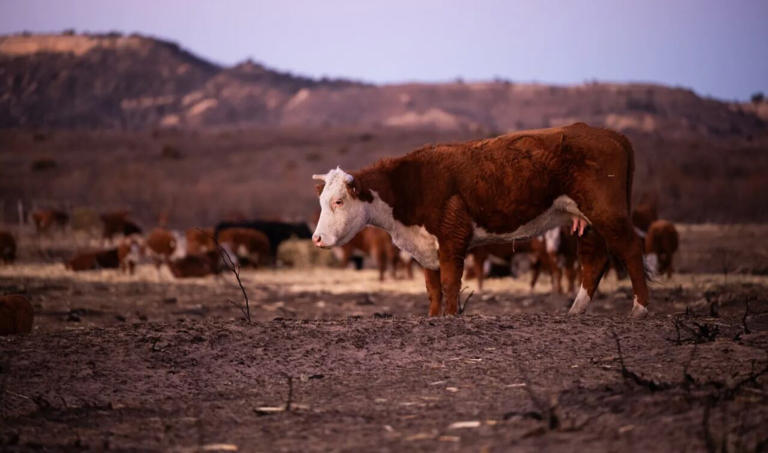 No fat to trim: Texas beef industry profits eaten away by new threat ...